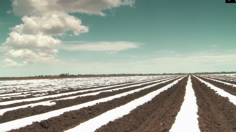 Acolchado AgroTIF | ICUSA Agroplásticos